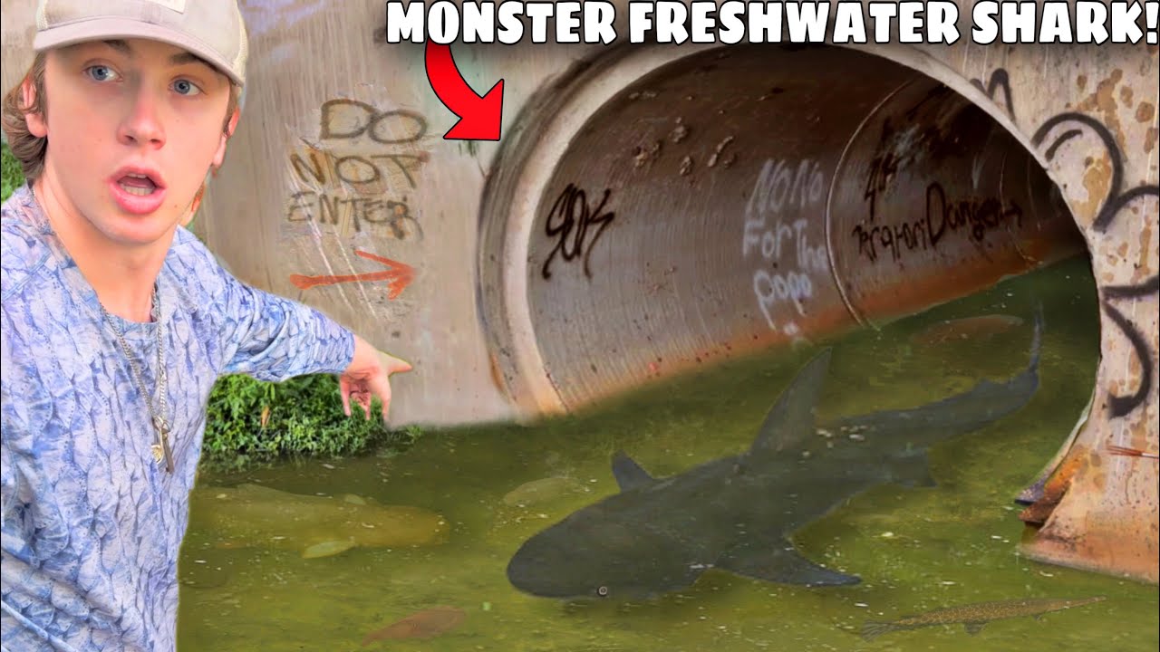 This Giant Freshwater Shark Was Hiding in a Flooded Canal!