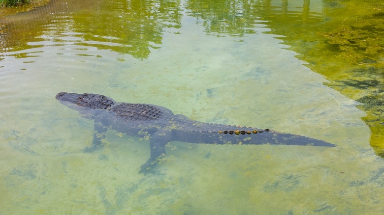 Little Zoos In America That Are Extremely Underrated, According To Visitors