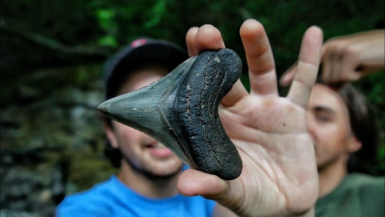 Florida Fossil Hunt Leads to a Giant Megalodon Shark Tooth Discovery