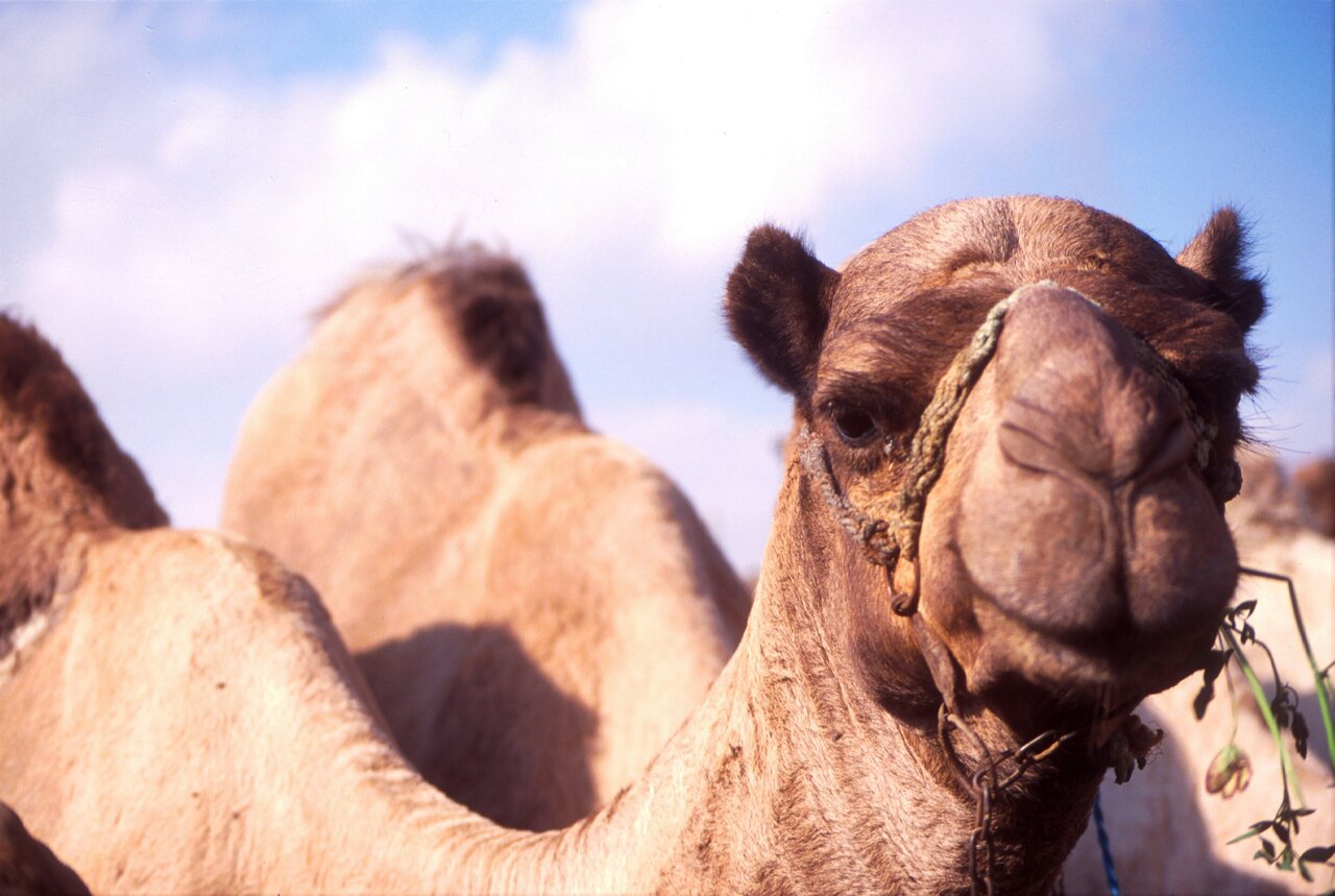 Camel milk intake suppresses allergic asthma in mice