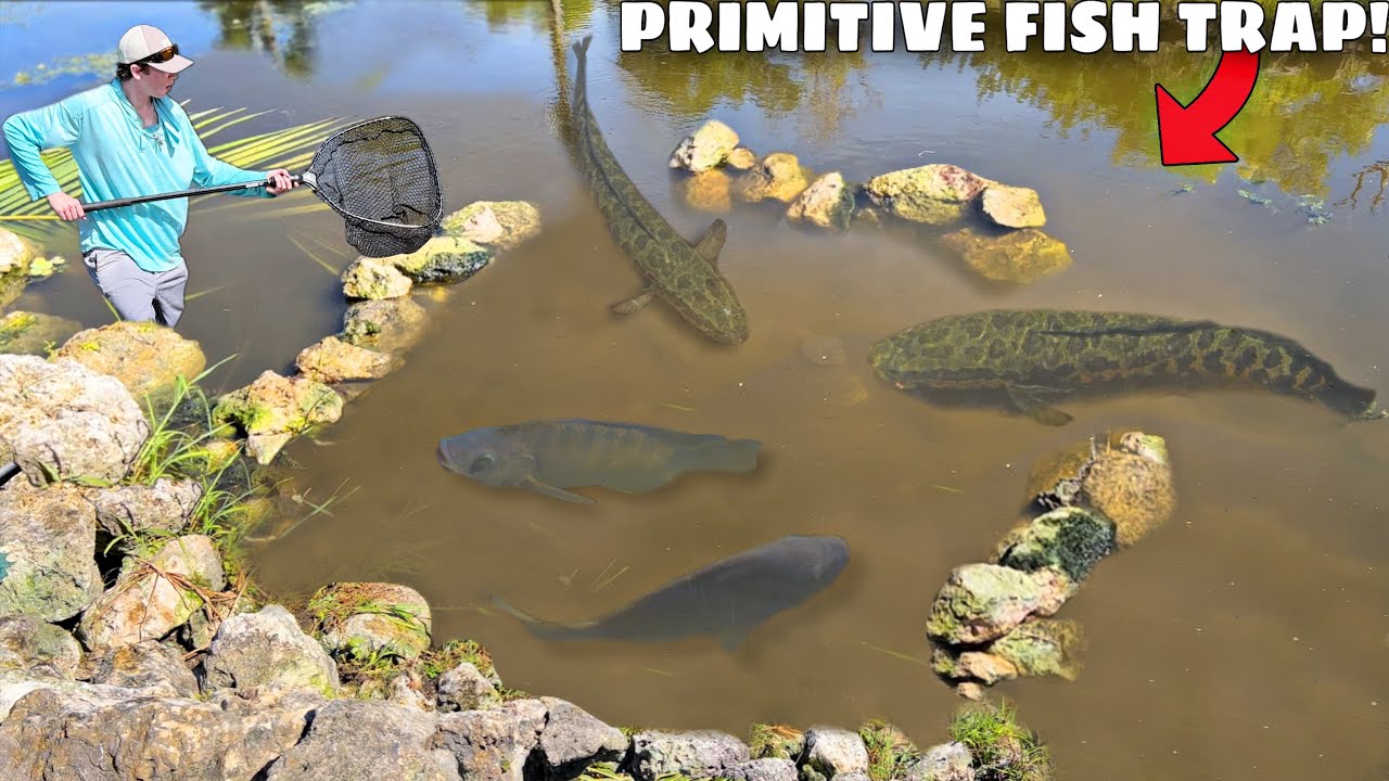 Catching Wild Fish With Nothing But Rocks and Sticks!