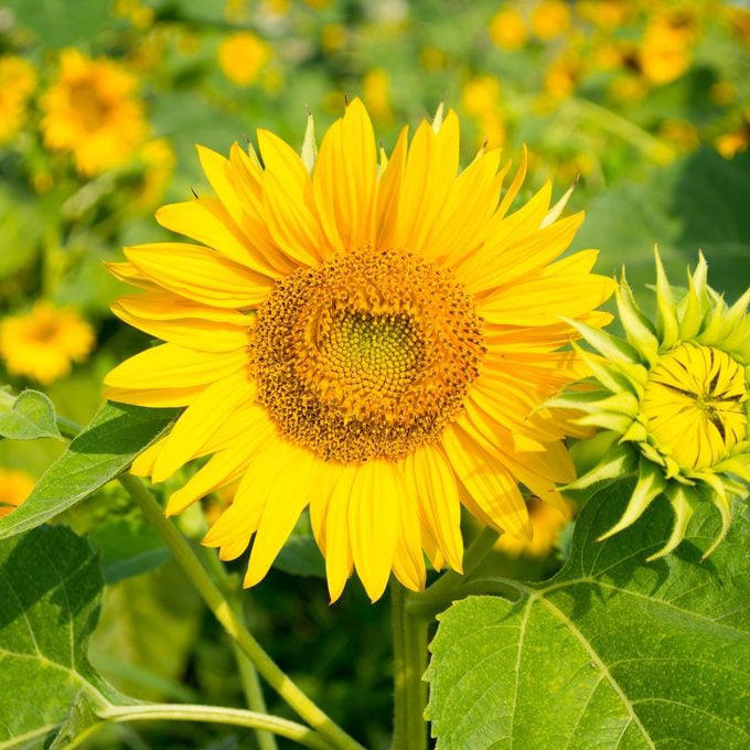 Top 10 Easy Plants for Kids to Grow