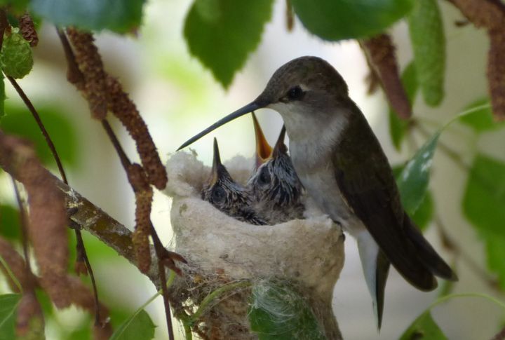 10 Unexpected Nesting Timelines Across The Bird World