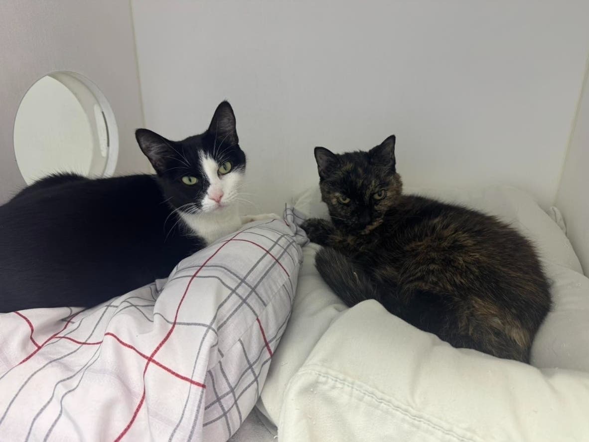 Adopters, Fosters Desperately Needed At Bloomfield Animal Shelter