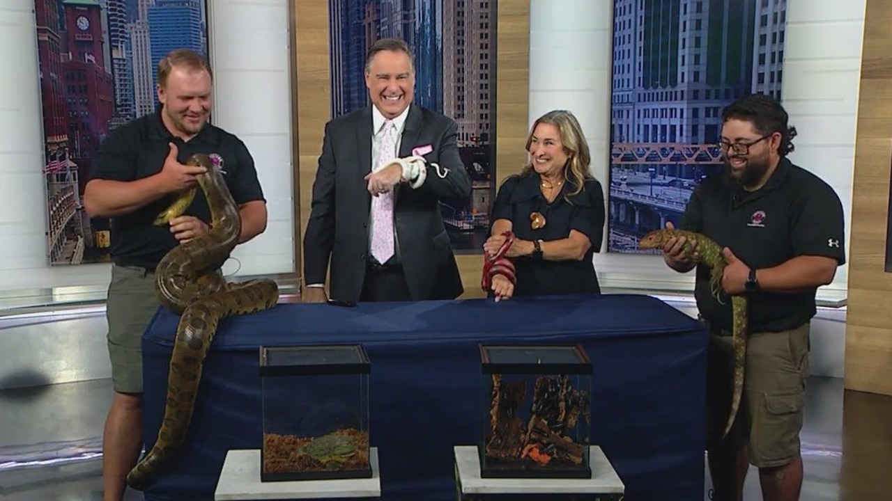 Snakes in the studio?! Inside the Reptile Roadshow at North Riverside ...