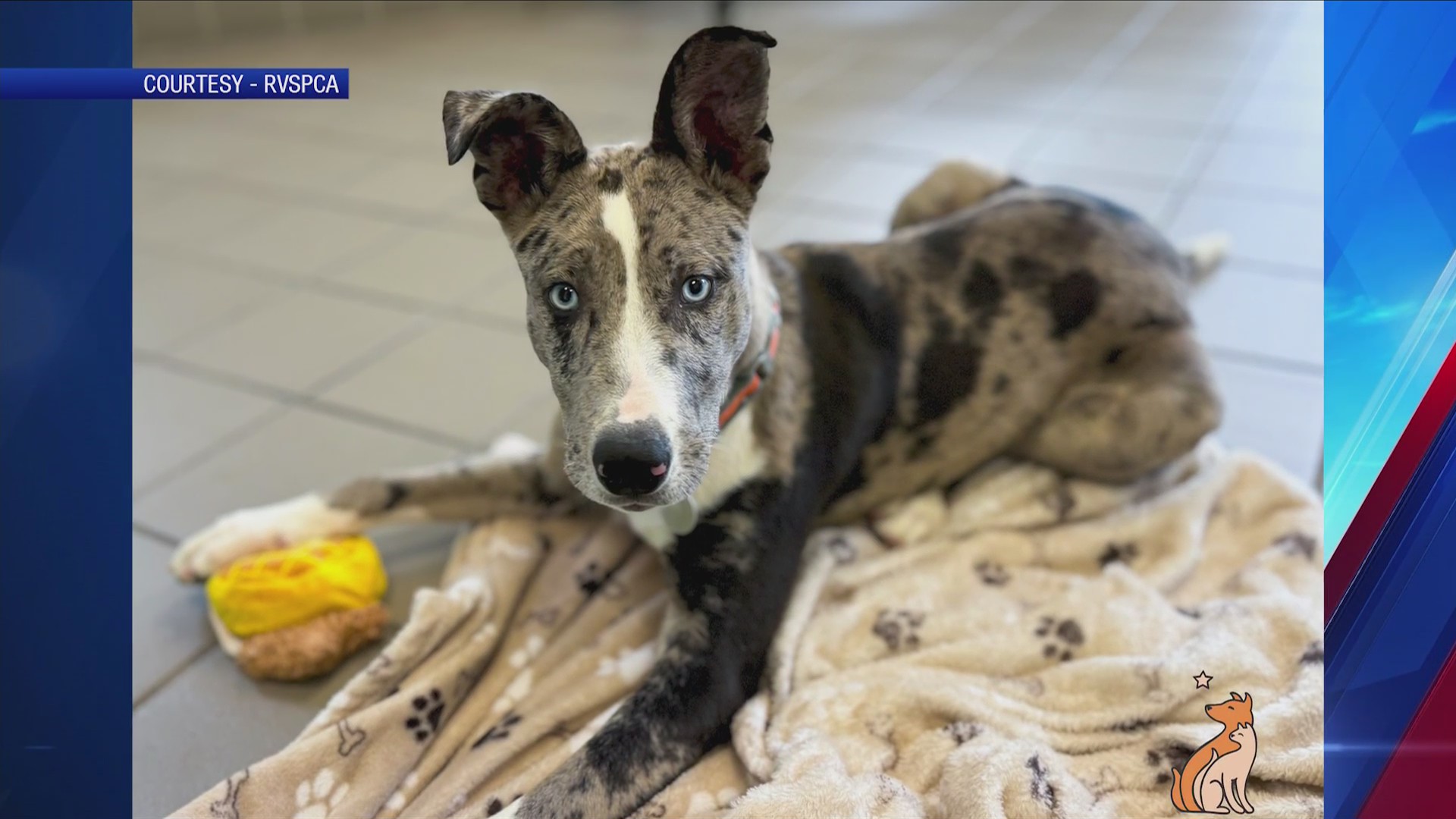 Furry Friends - Meet Glokta