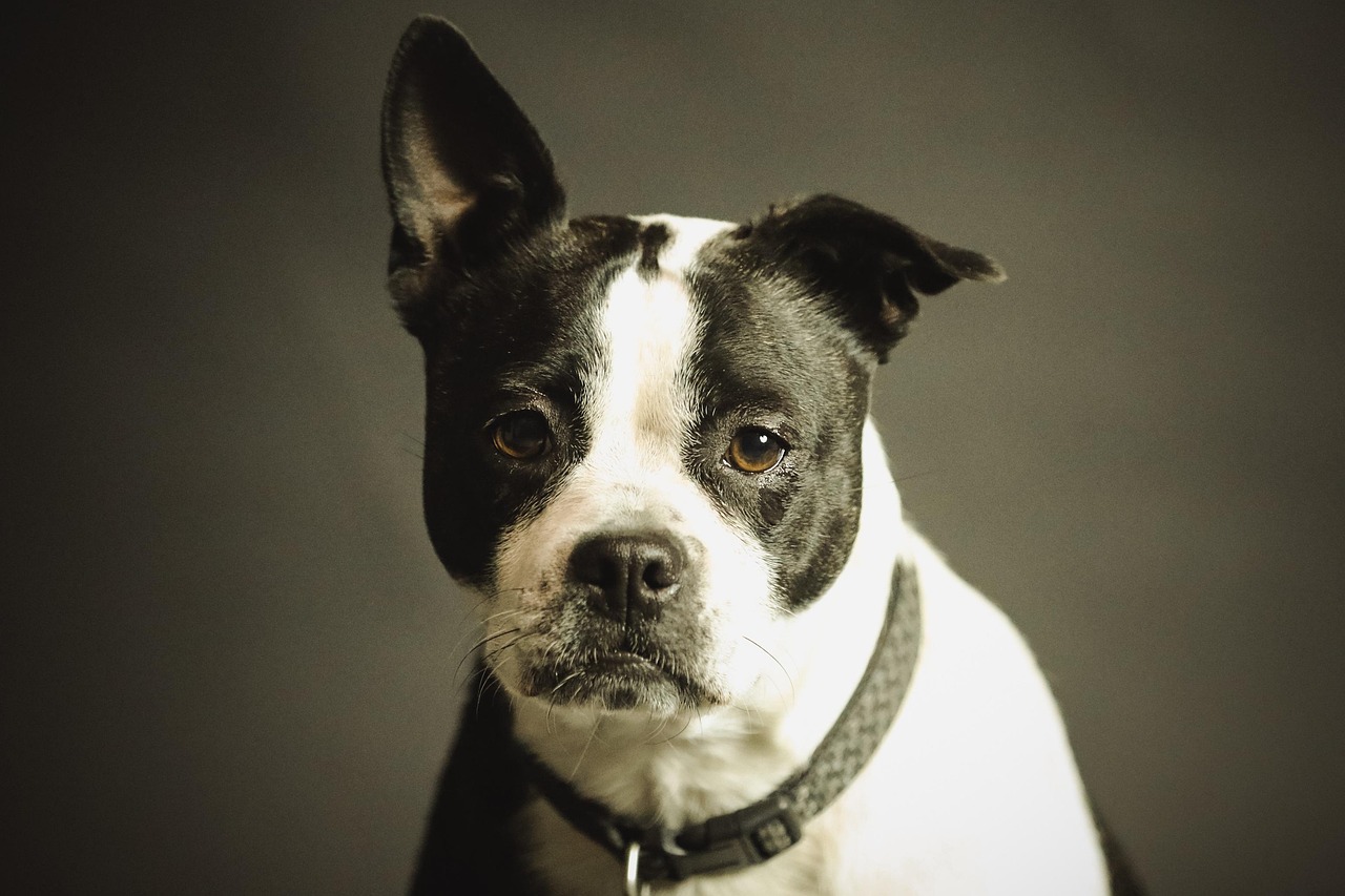 11 Subtle Signs Your Dog Is in Pain (But Hiding It)