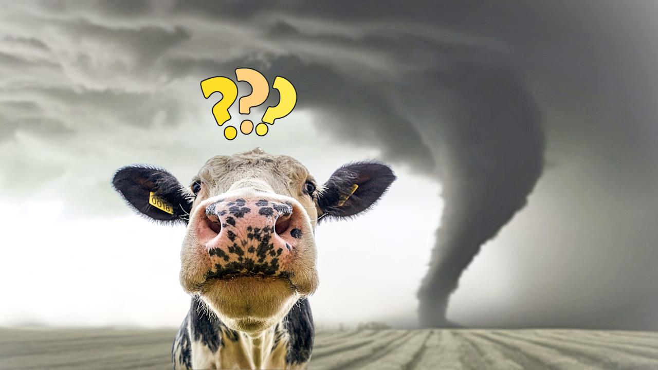 Could a cow really get swept up by a tornado?