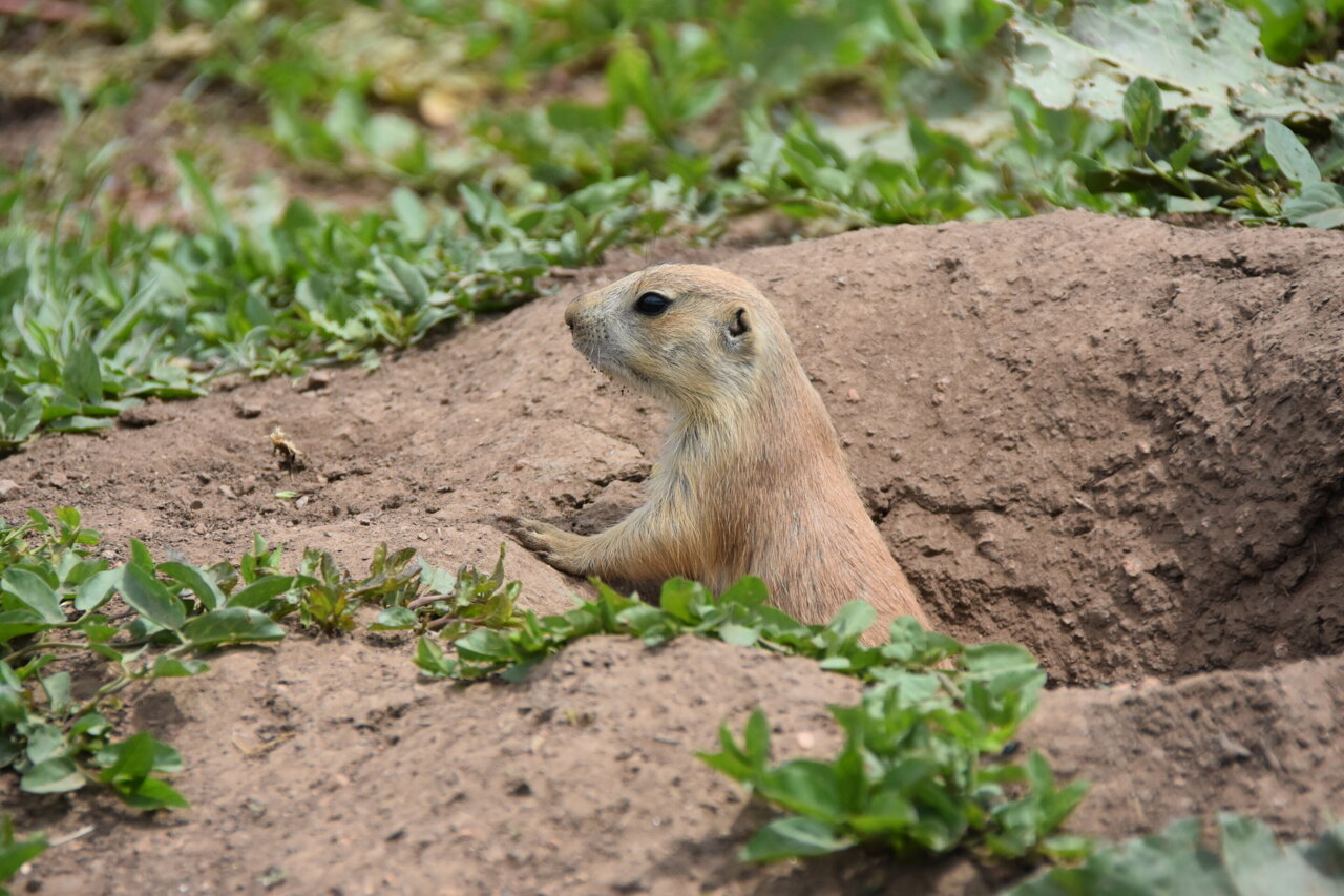 Prairie dog genes reveal secrets of plague survival