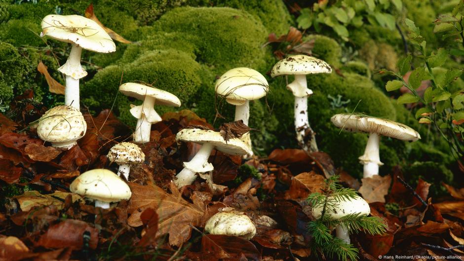 Death cap: The mushroom behind deadly dinner in Australia