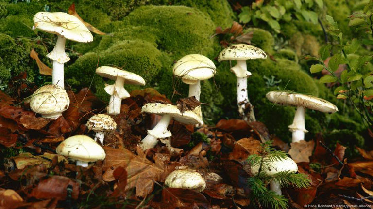 Death cap: The mushroom behind deadly dinner in Australia