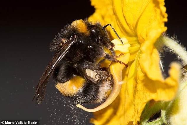 Bees are losing their buzz! Warm weather reduces frequency and pitch of ...