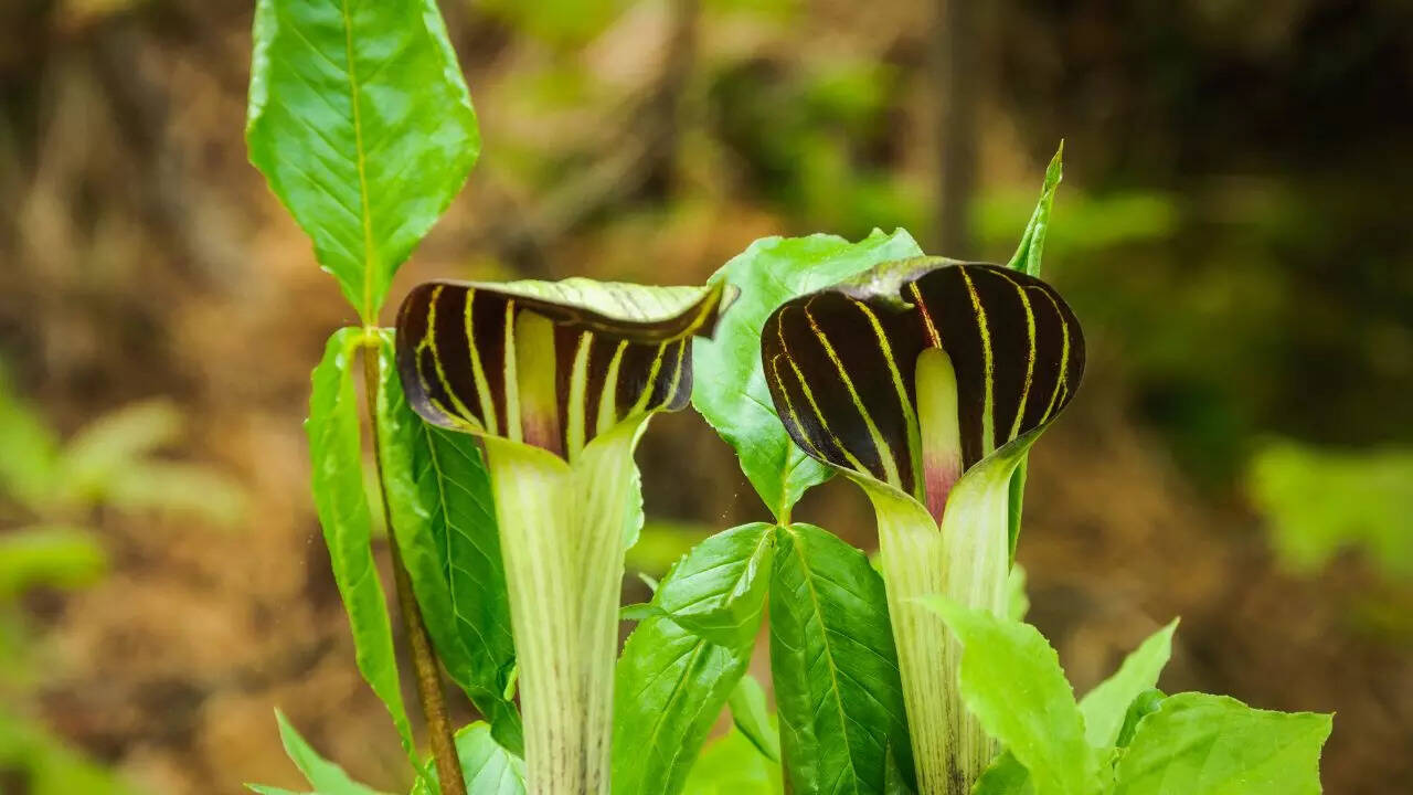 Snake or plant? These creepy-looking species will surprise you