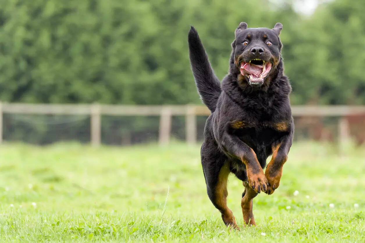 Rottweiler attack in Dehradun: Elderly woman critically injured, dog ...
