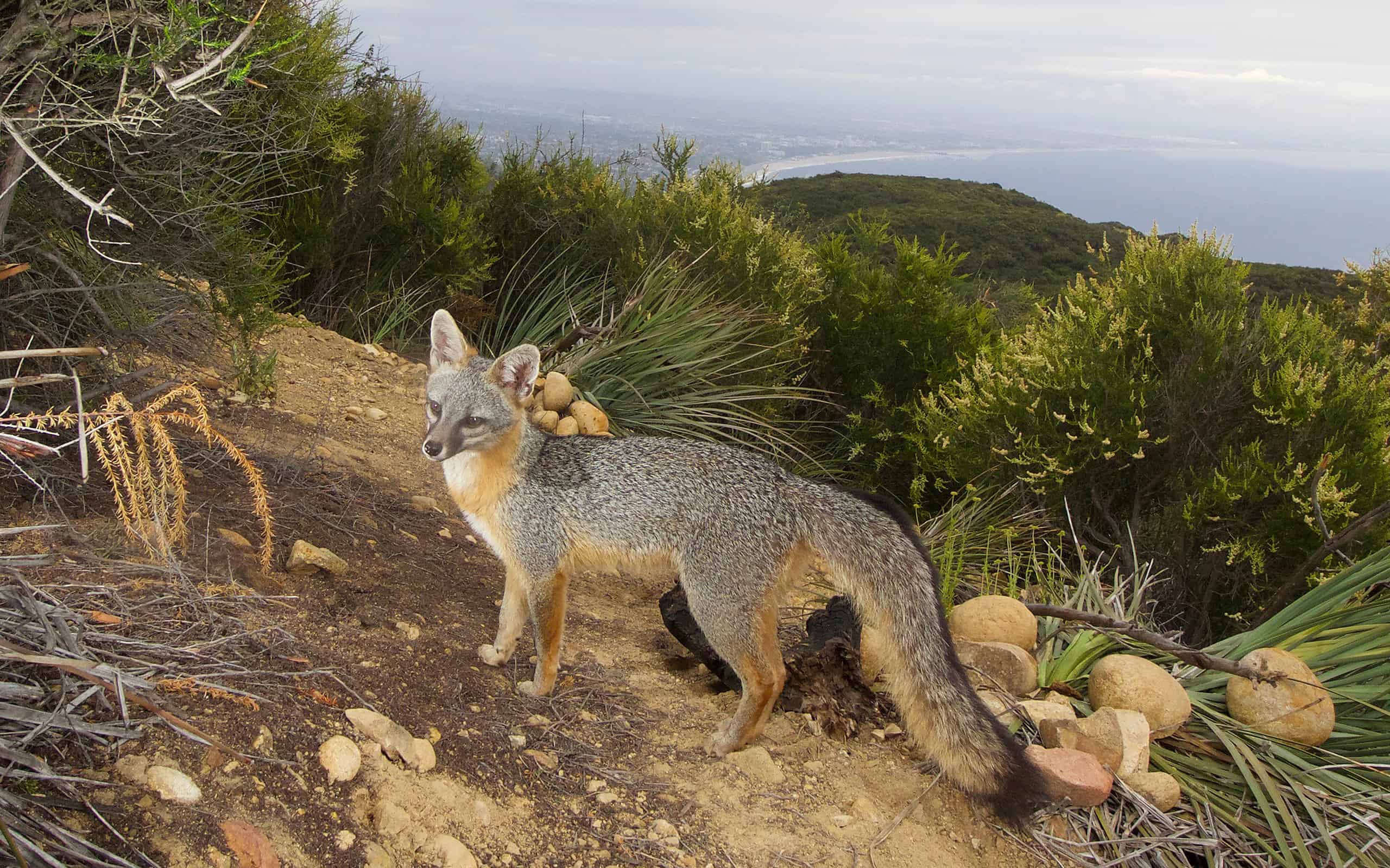 Hiking the Appalachian Trail? You May Encounter These Animals