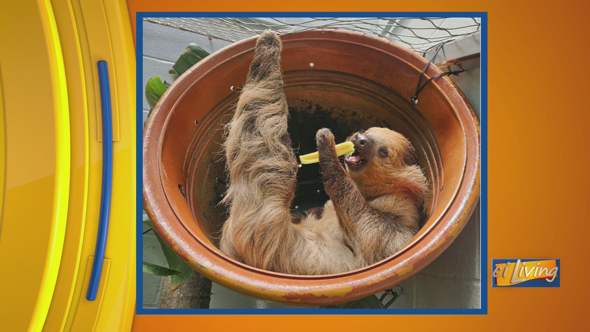 New Animals Alert! Meet Taco the Two-Toed Sloth + Baby Anteater at ...