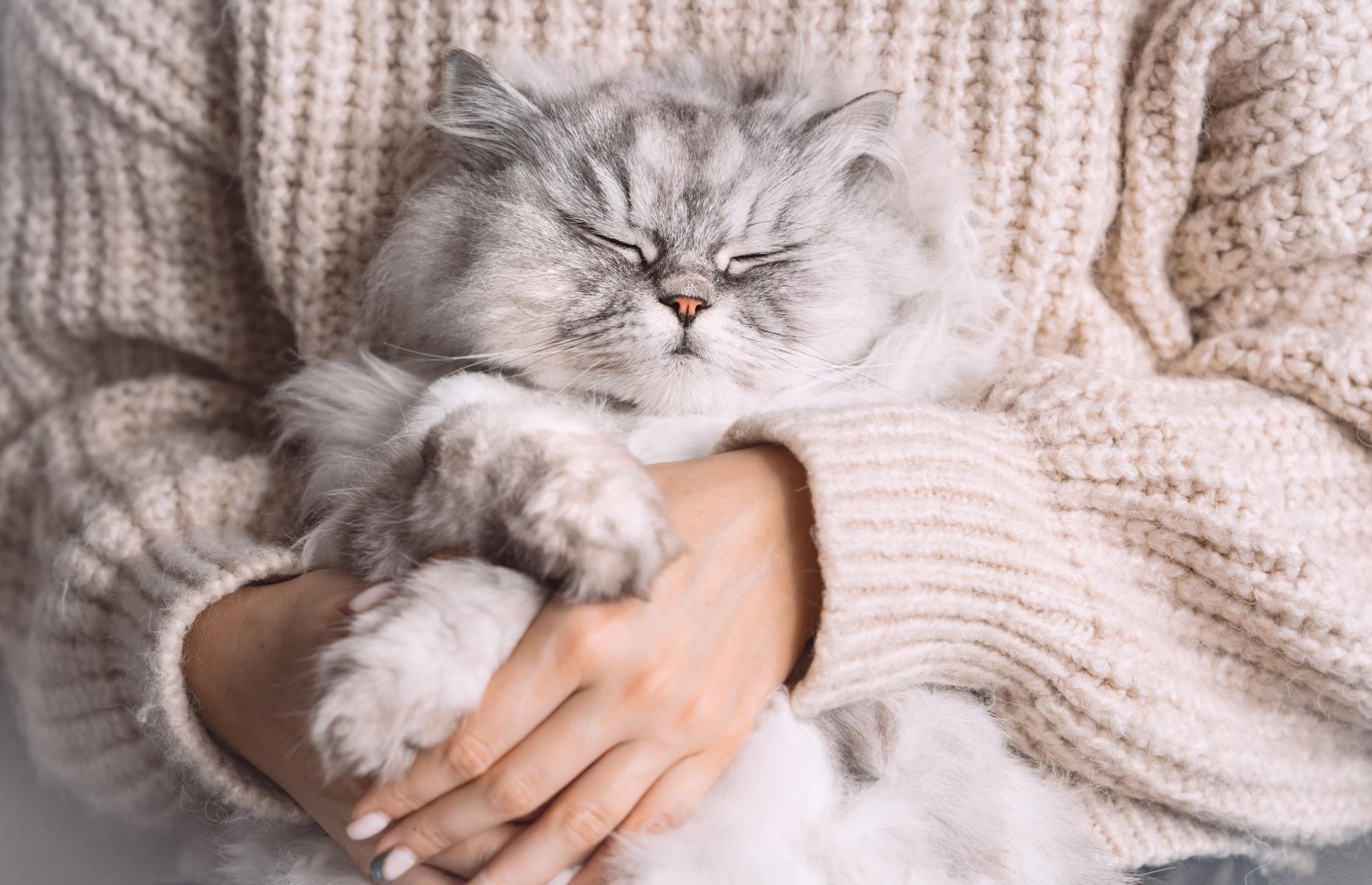 The world's 10 most expensive cat breeds, ranked