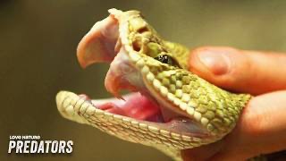 The Most Fearsome Predators On Earth | Attack and Defend 104