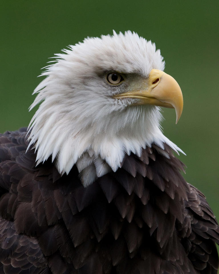 Bald eagle nest census finds thriving population in Ohio. Here's the ...