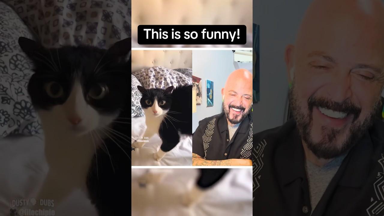 An Oldie But A Goodie From @dustymdouglas And @lilochipie!😹😹😹 #cats # ...