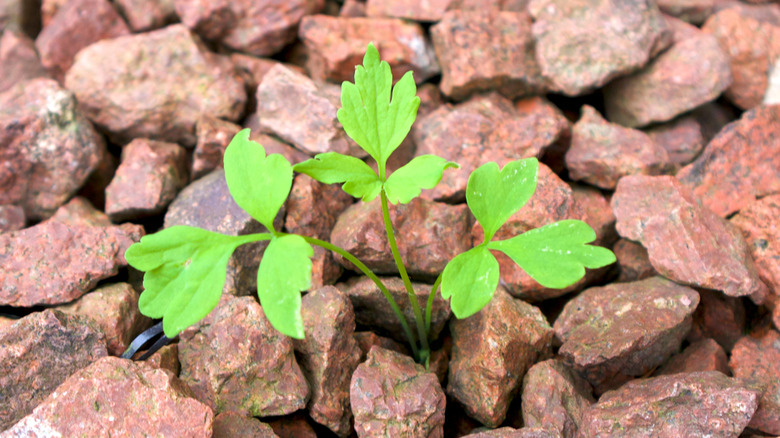 Kill Weeds In Gravel & Keep Them From Coming Back With An Easy Homemade ...