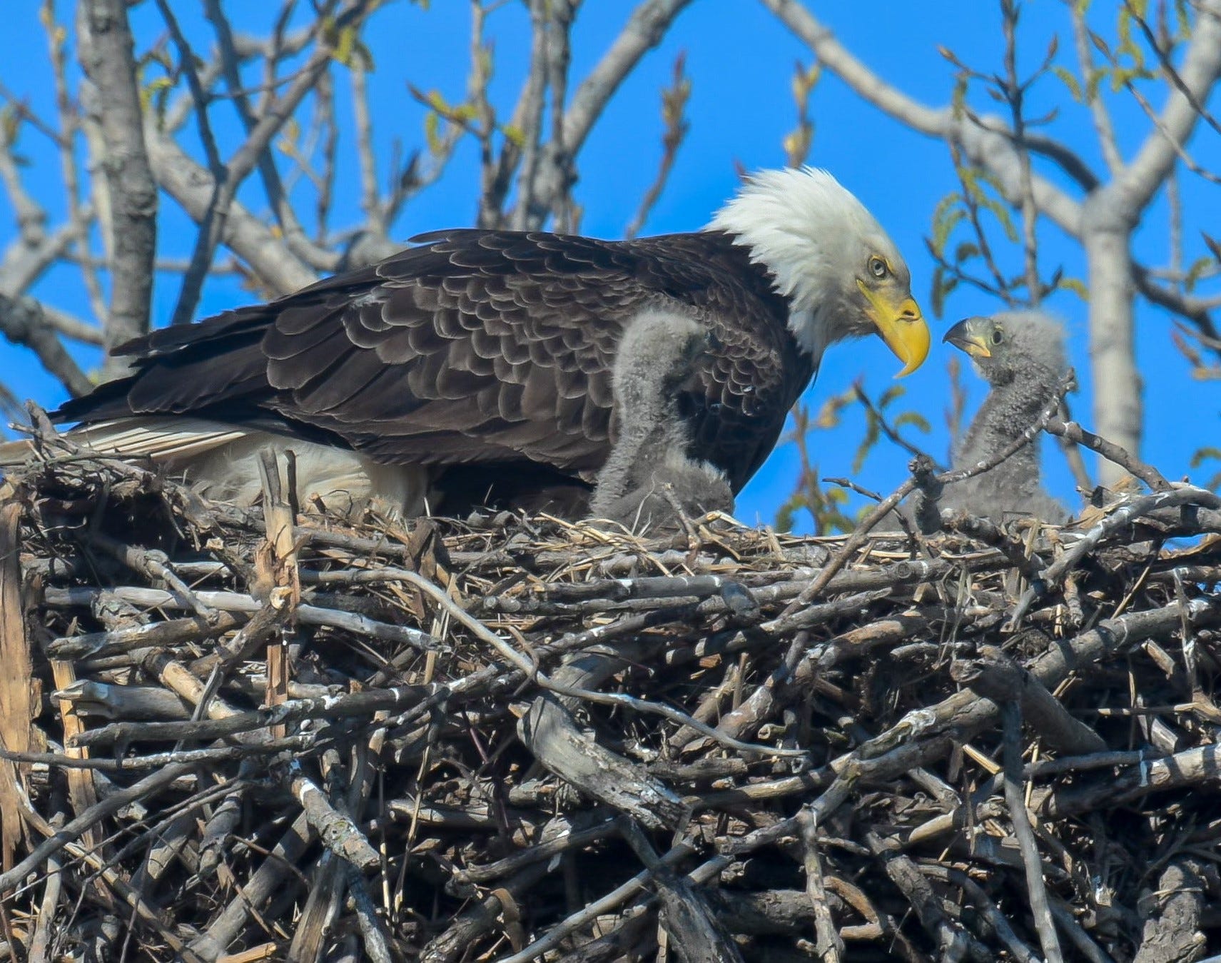Bald eagle nest census finds thriving population in Ohio. Here's the ...