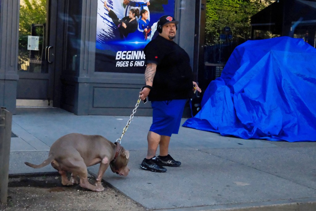 Owner of pit bulls that allegedly mauled Penny the Chihuahua nearly ...