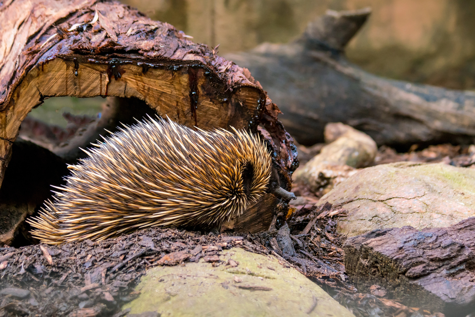 11 Animals That Use Electric Fields
