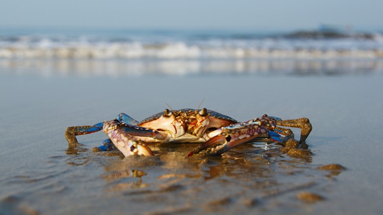 Winter crab dredge remains closed as blue crab population declines