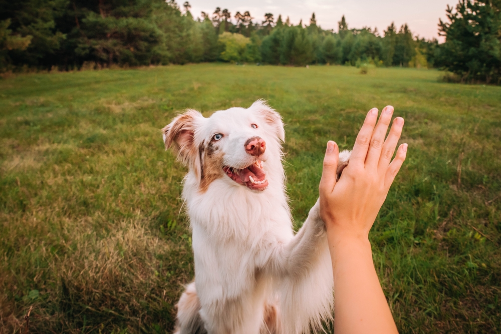 Female Dogs Judge Their Humans More Than Males, Study Finds.