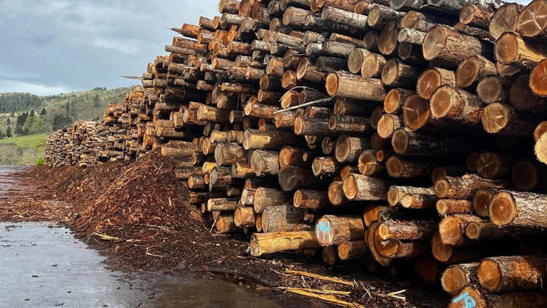 BLM to offer up to 54 million board feet of timber in western Oregon