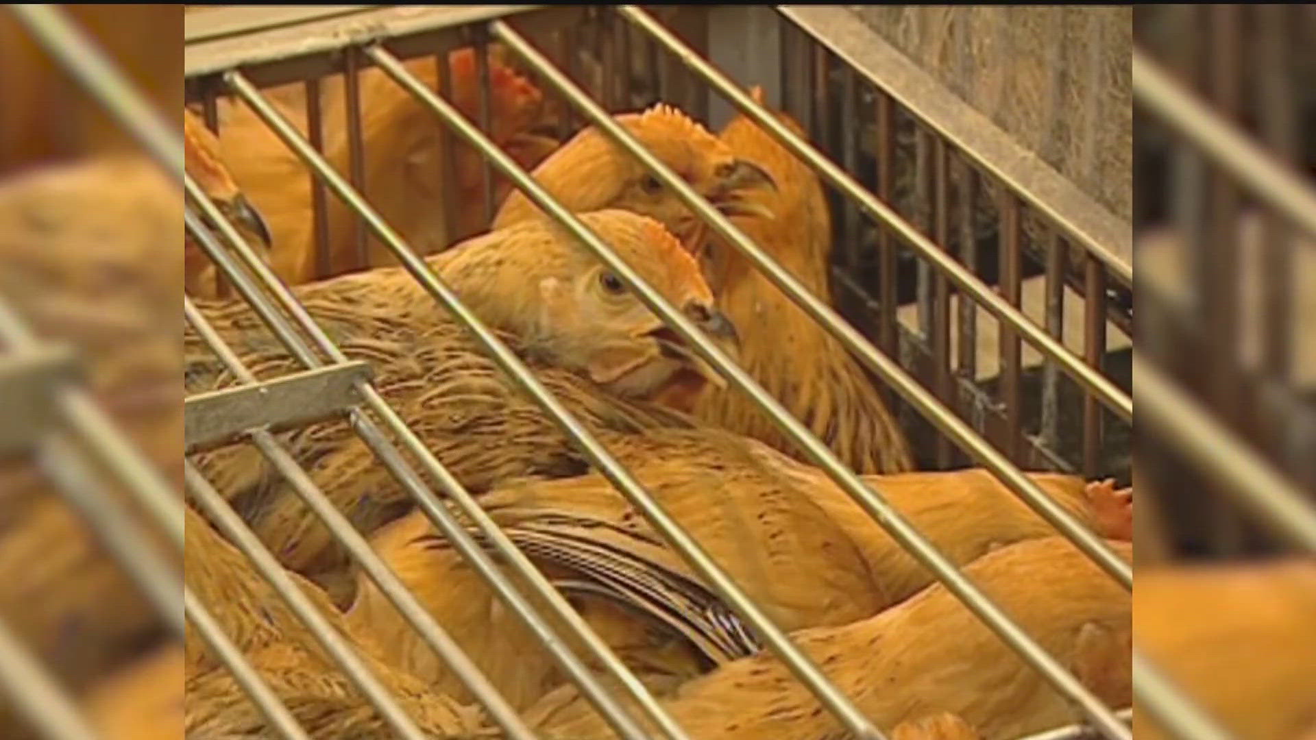 CDC ends emergency response to bird flu