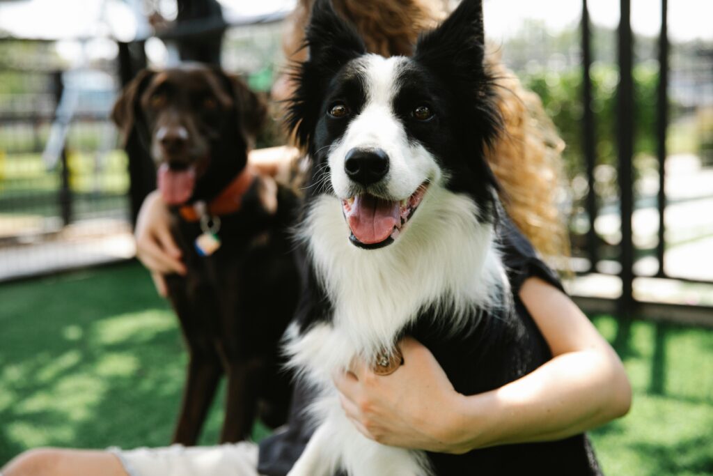 Female Dogs Judge Their Humans More Than Males, Study Finds.