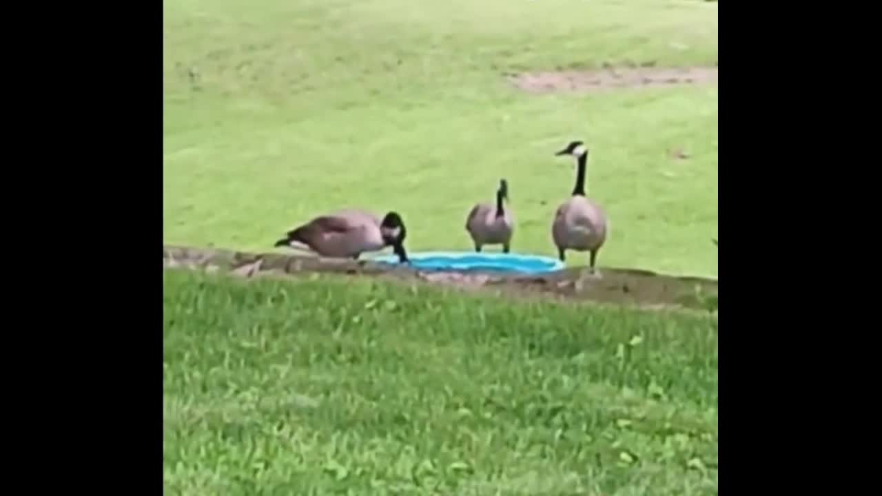 Goose runs around while others eat beside feeding bowl in Goshen ...