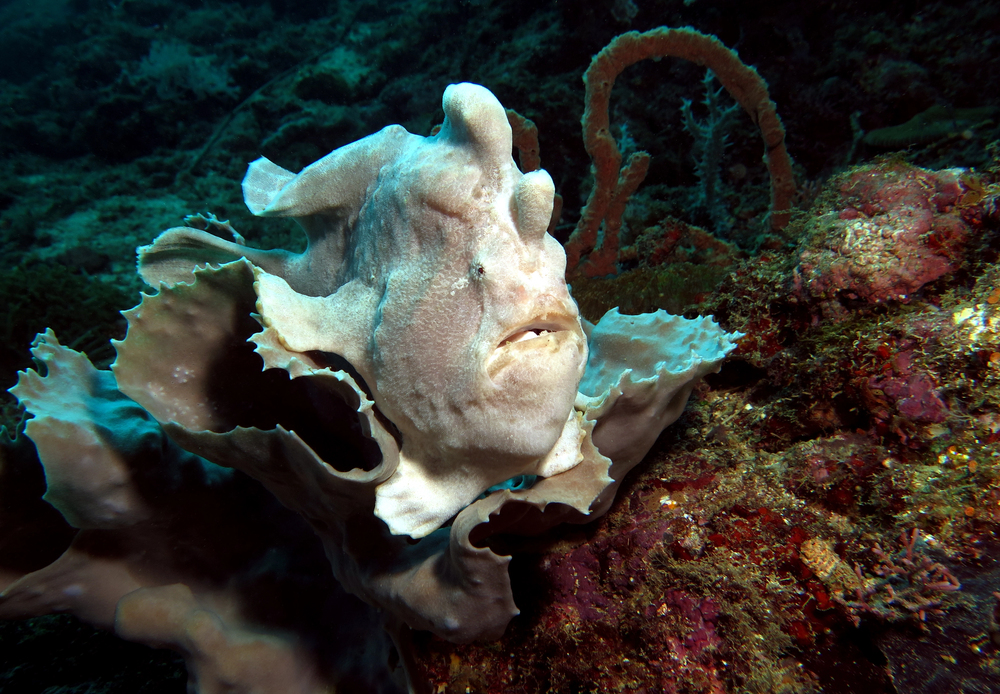 15 Animals That Use Mimicry to Hunt