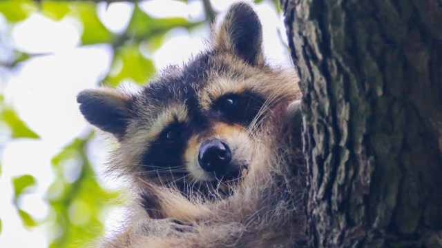 Researchers issue warning over invasive creatures that are wreaking havoc on mountain region ...