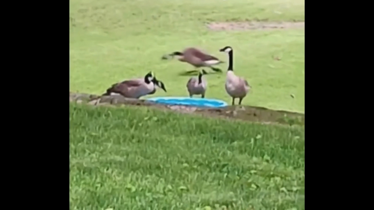 Goose runs around while others eat beside feeding bowl in Goshen ...