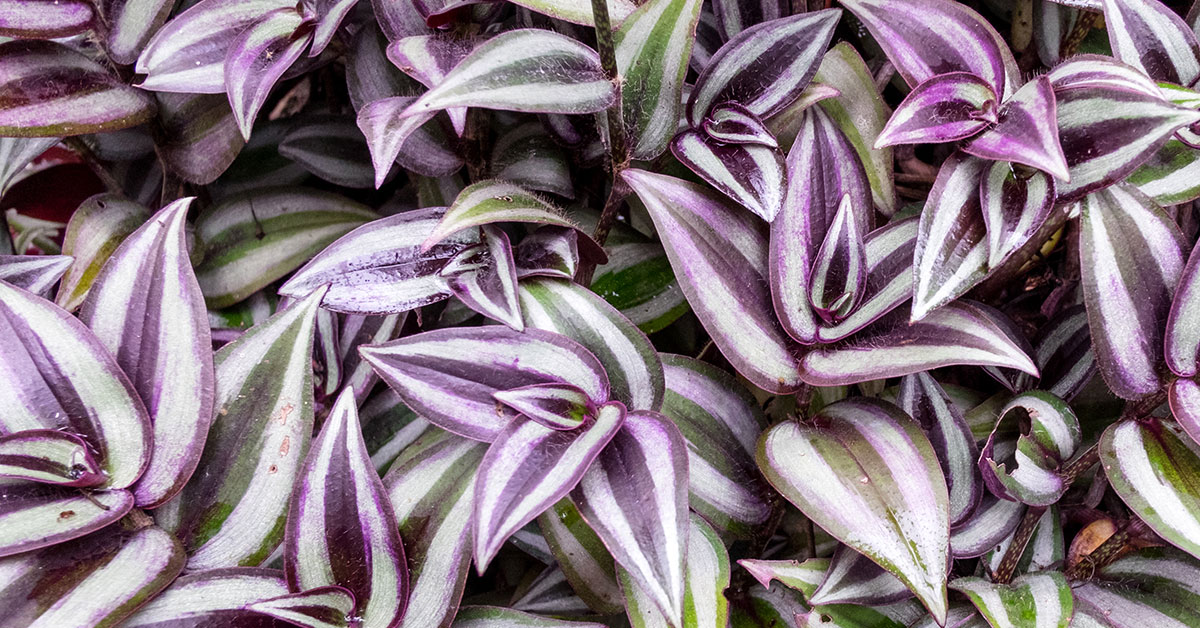 10 Easy Tips For Growing Your Own Wandering Jew Plants