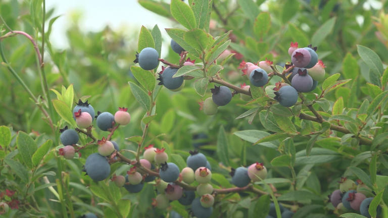 Clifton farm preps for wild blueberry season
