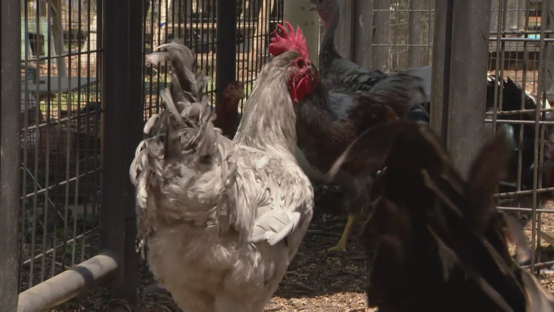 CDC calls off emergency response to avian flu