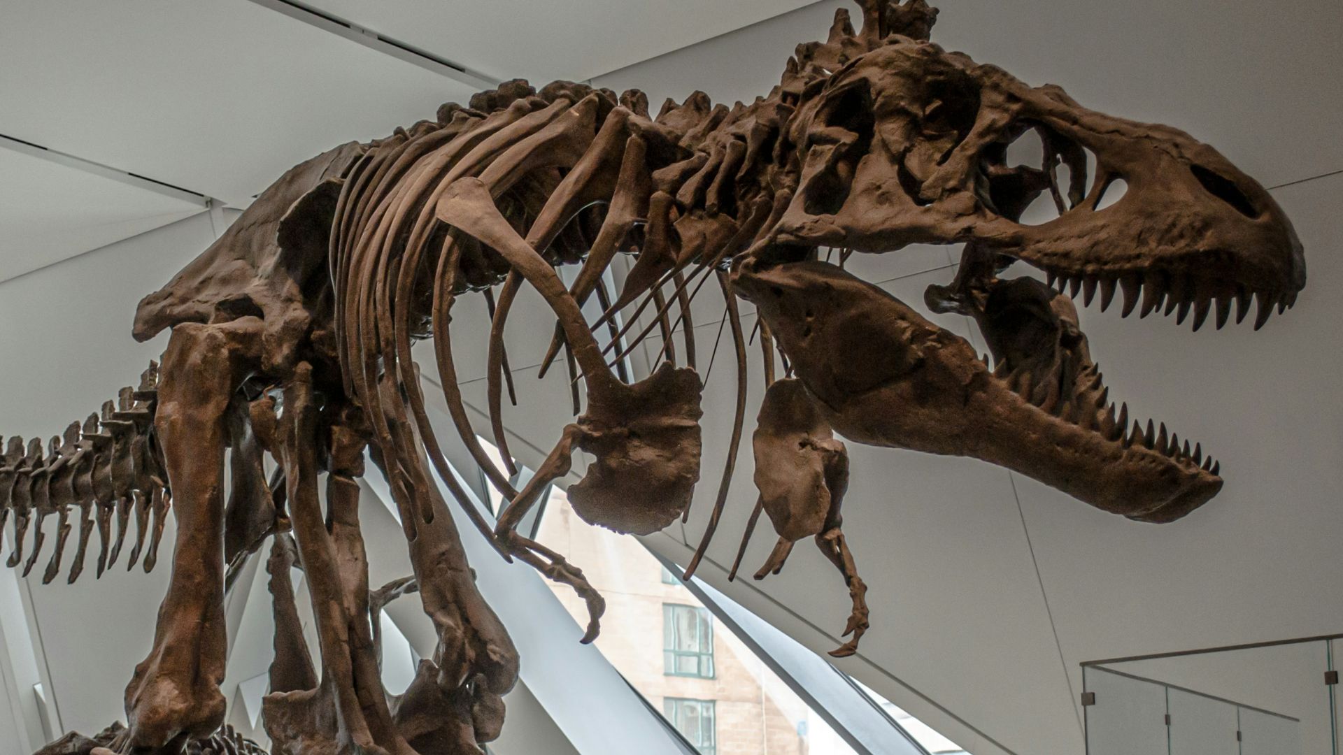 20 Historical Facts About Dinosaurs Everyone Gets Wrong