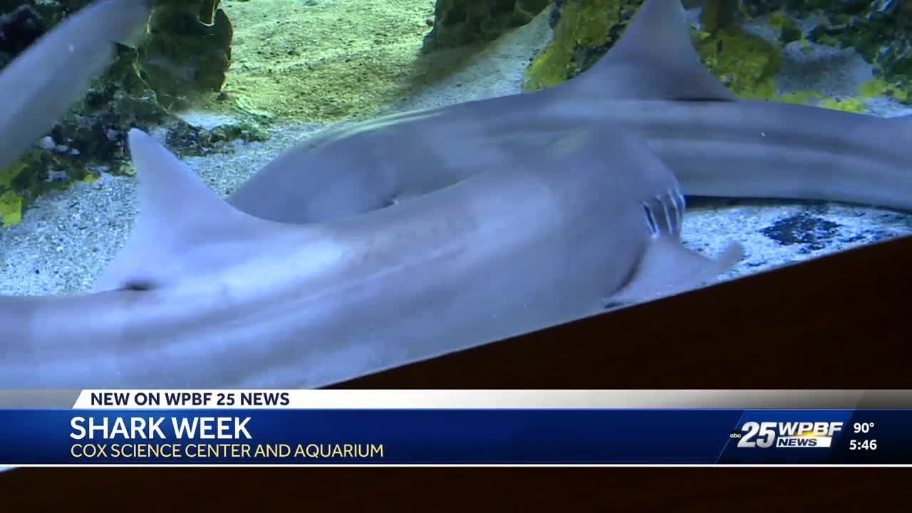 Shark Preservation Week: Where to learn more about the ocean's top ...