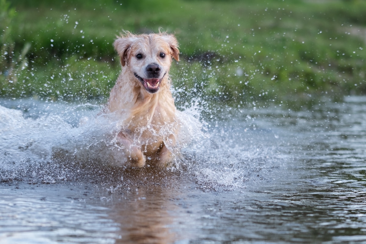 ‘Iconic’ Golden Retriever Ignoring Mom To Swim in Bay Ends With ...
