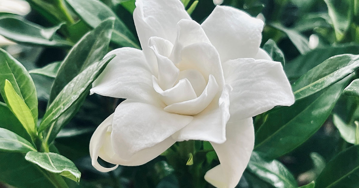 Grow These 13 Flowers That Are Perfect To Cultivate in a Moon Garden