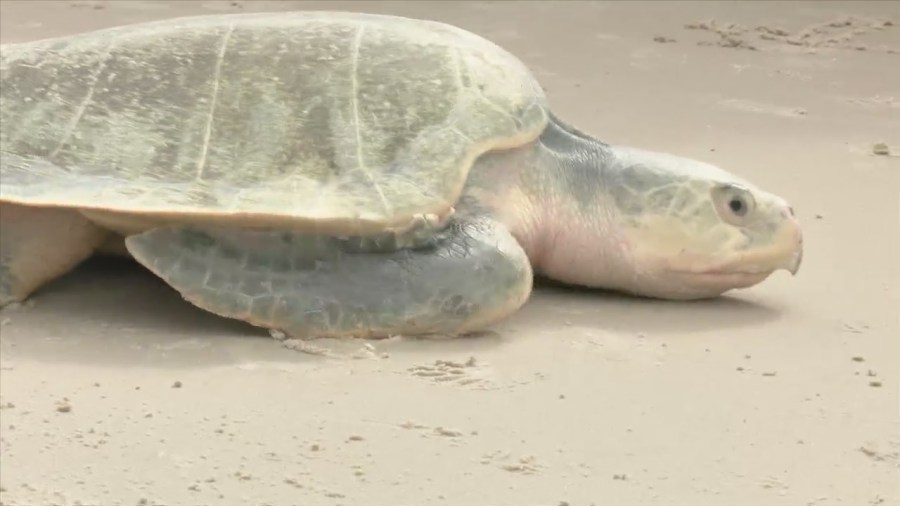 Hundreds gathered as 7 sea turtles were unexpectedly released into the Gulf