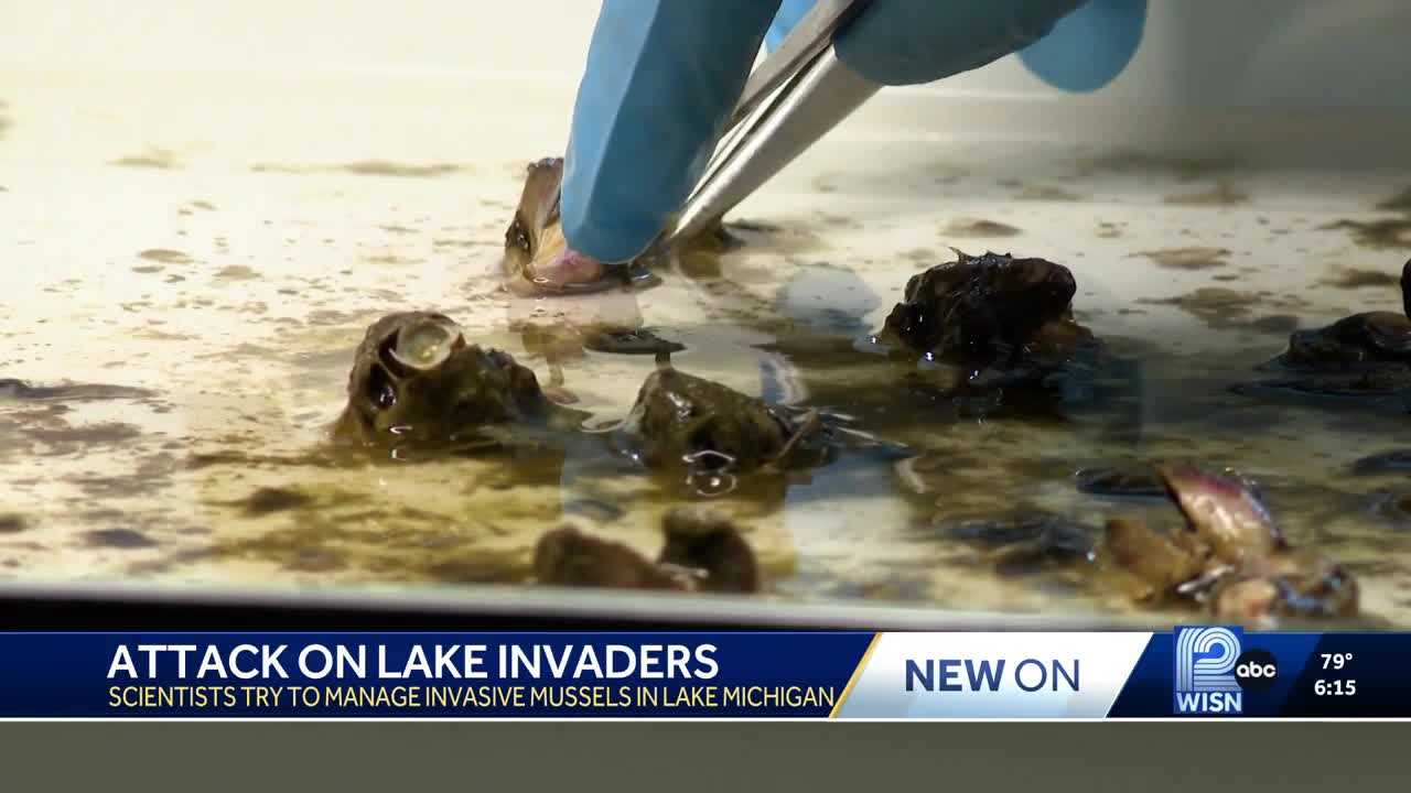 Scientists test methods to fight invasive mussels in Lake Michigan