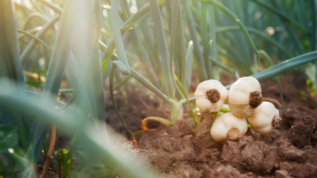 8 Gardening Mistakes For Growing Garlic