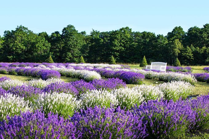 16 of the Dreamiest Lavender Farms Around the World