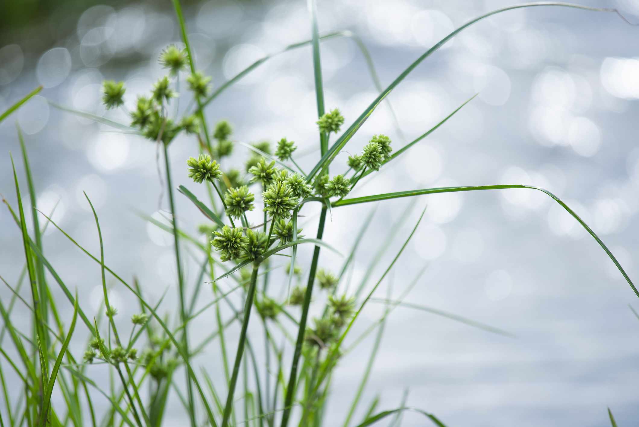 How to Kill Nutgrass Fast Before It Takes Over Your Yard