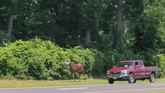 Escaped Racehorse Gallops Down New Jersey Highway